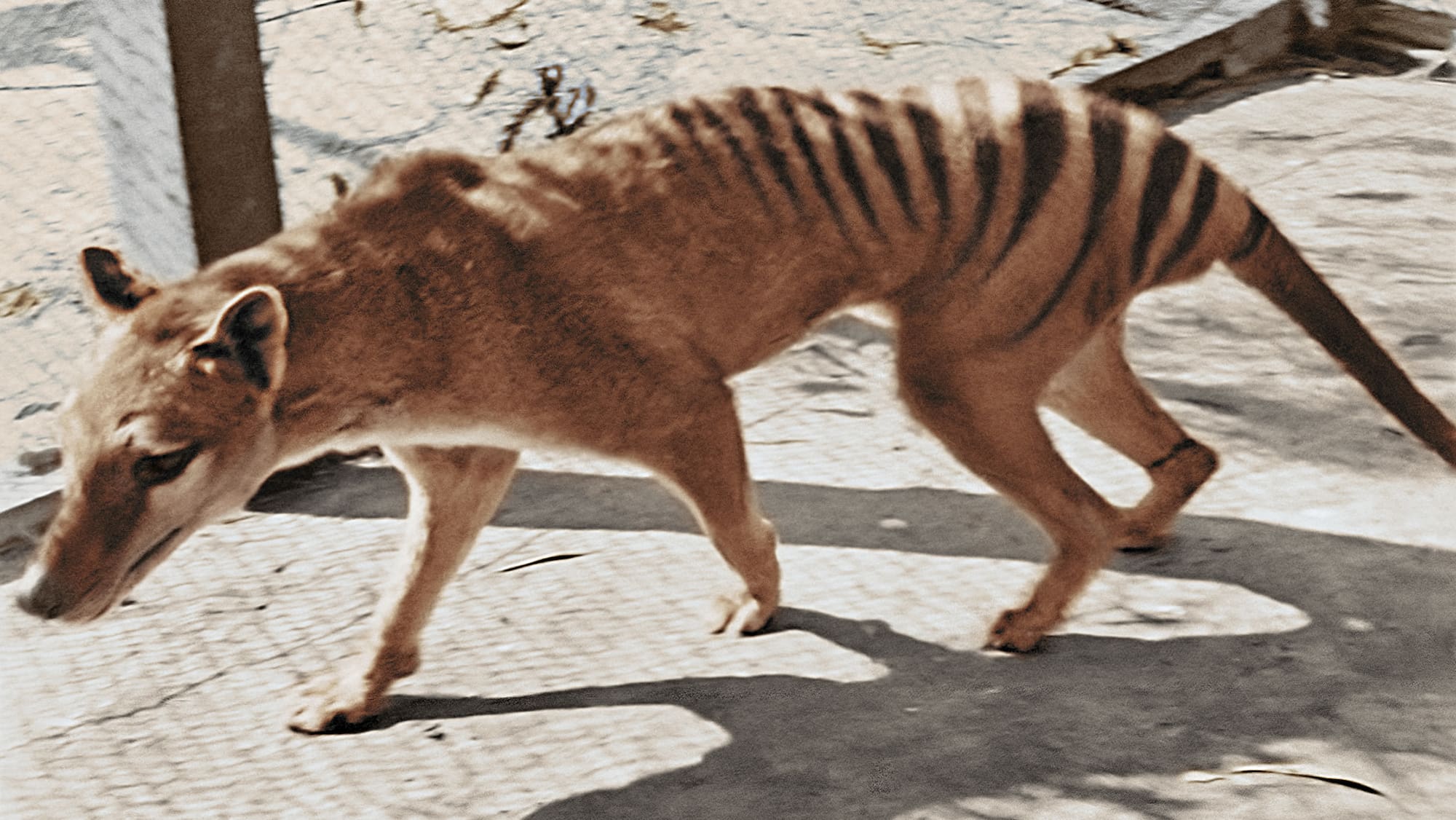 Genetische Wiederherstellung Des Tasmanischen Tigers Blick genetische-wiederherstellung-des-tasmanischen-tigers-blick