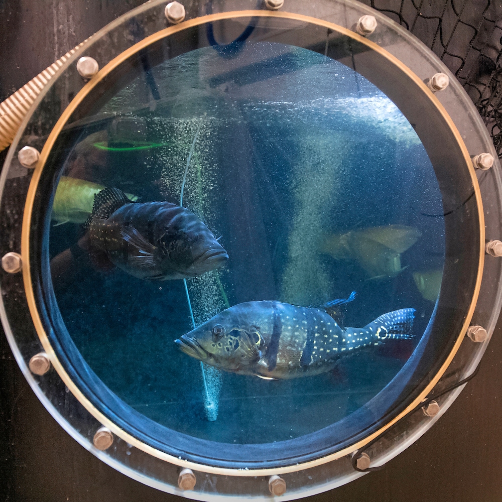 Aquarium Aquatis in Lausanne: Tierwelt unter Wasser entdecken