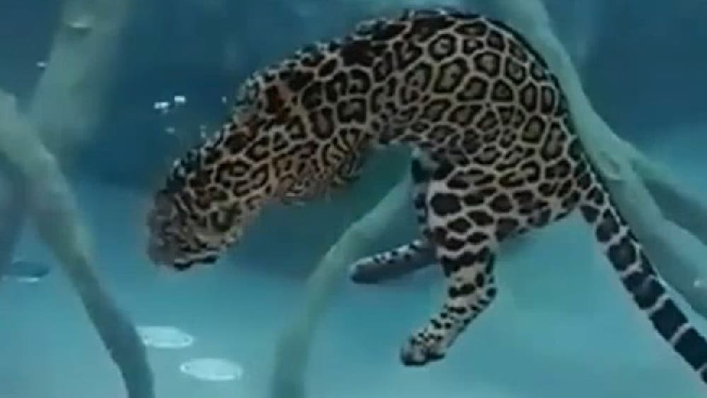 Unter Wasser Jaguar Jagt Fische Blick