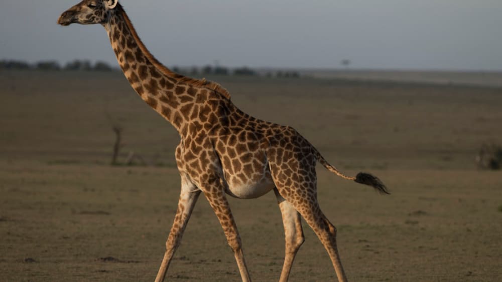 Tiere: Wissenschafter entziffern erstmals das Genom der Giraffe